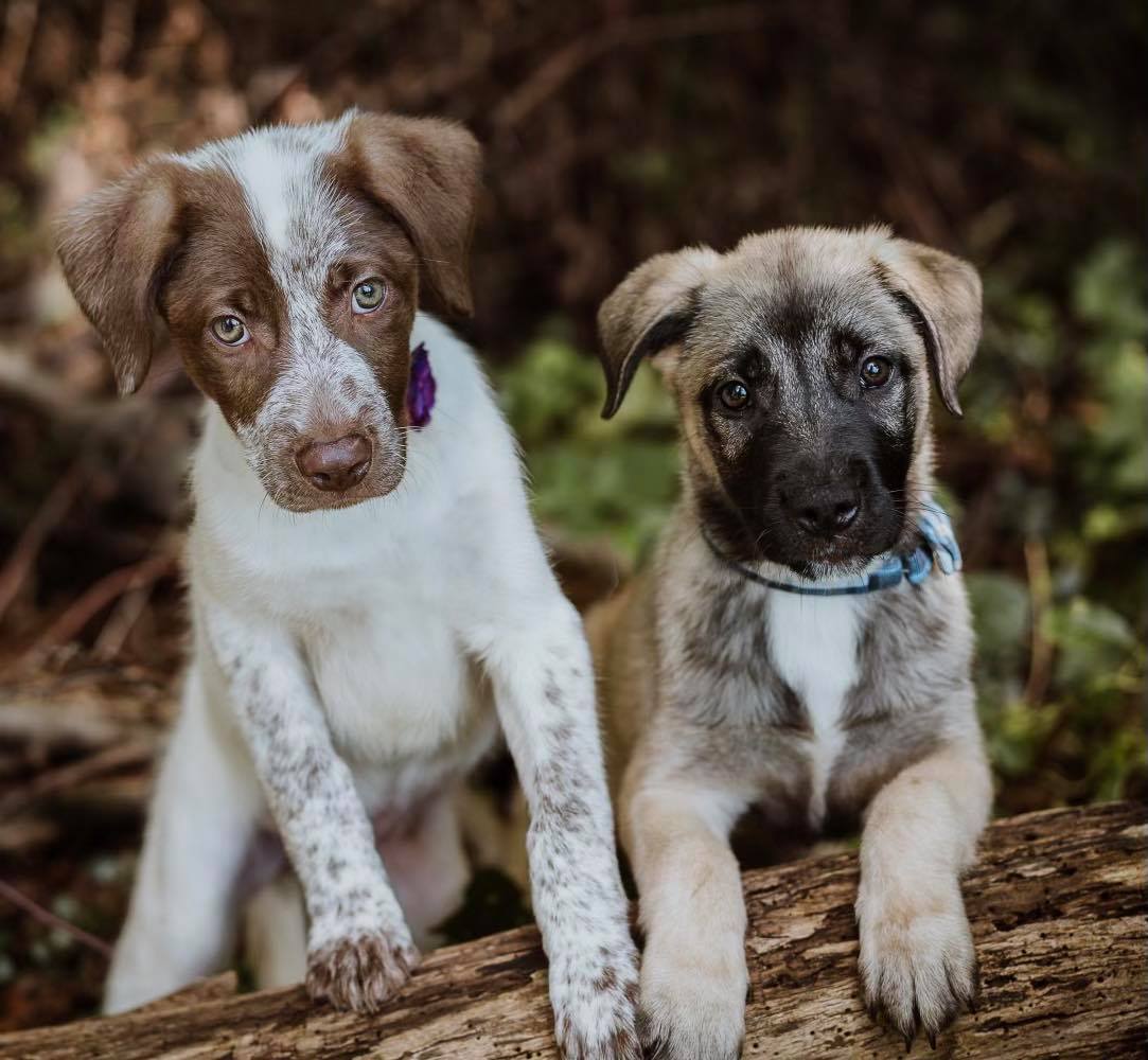 Michigan Animal Adoption Network » 501(c) 3 non-profit dedicated to ...