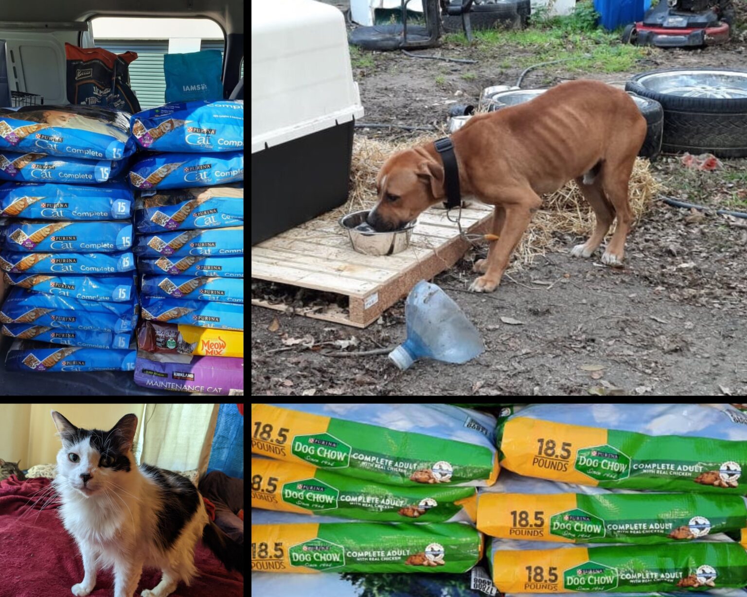 Giving Tuesday 2022 » Michigan Animal Adoption Network