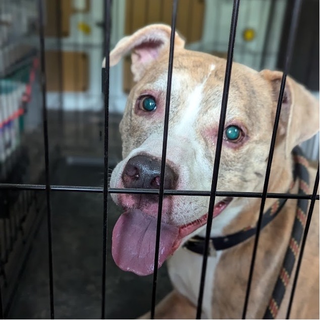 Michigan Animal Adoption Network » 501(c) 3 non-profit dedicated to ...